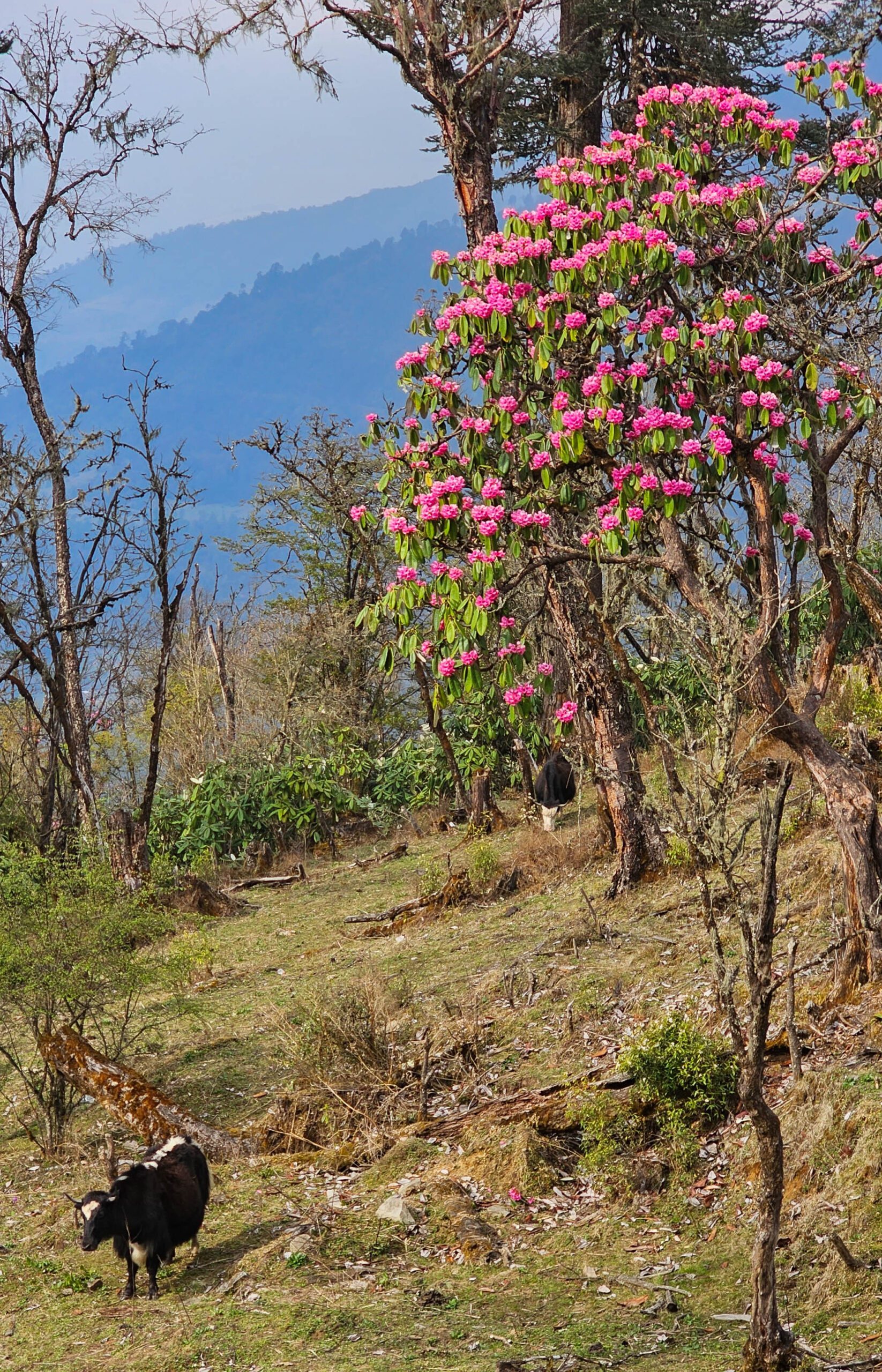 Longtey Hike - A Different Perspective of Phobjikha Valley - Yee ...